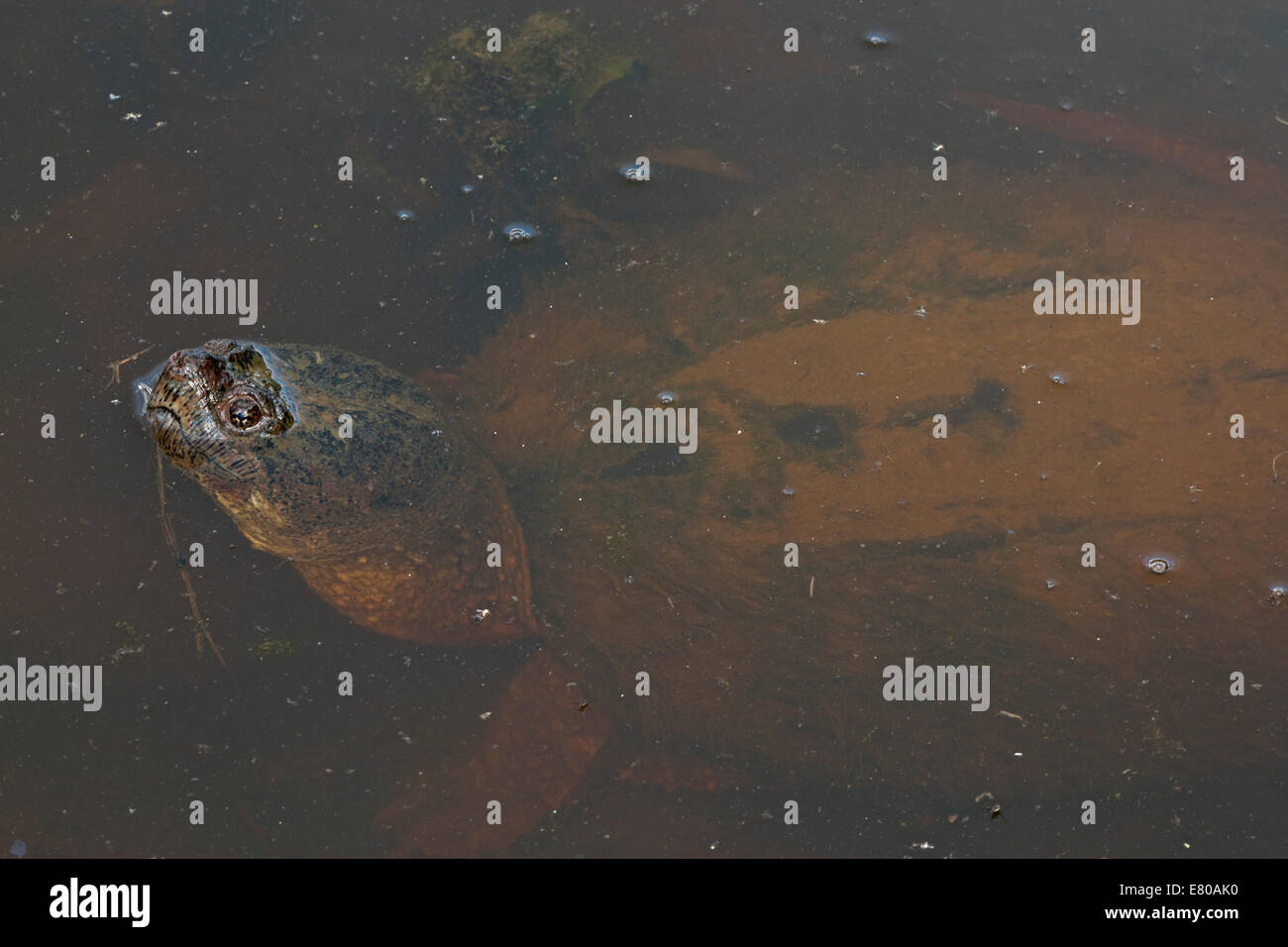 Snapping turtle (Chelydra serpentina), Virginia Stock Photo - Alamy