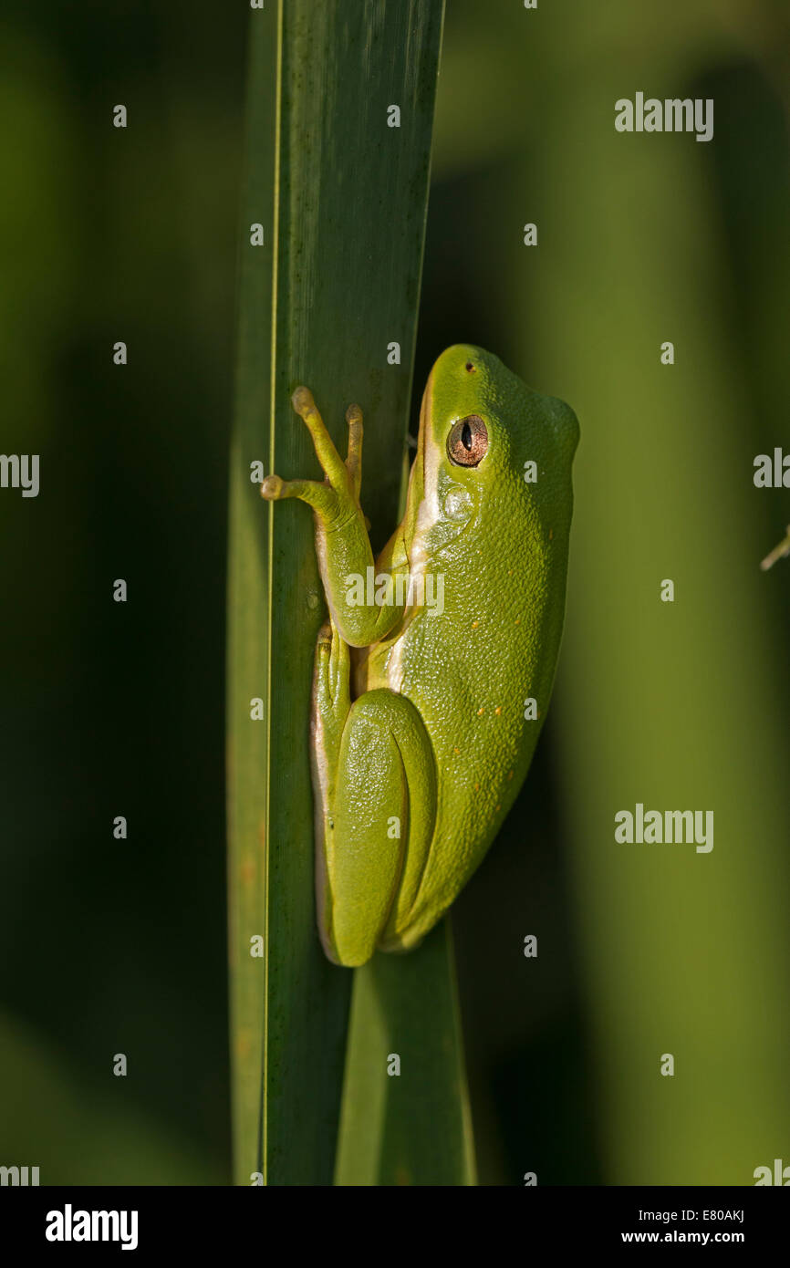 American green tree frog hi-res stock photography and images - Alamy