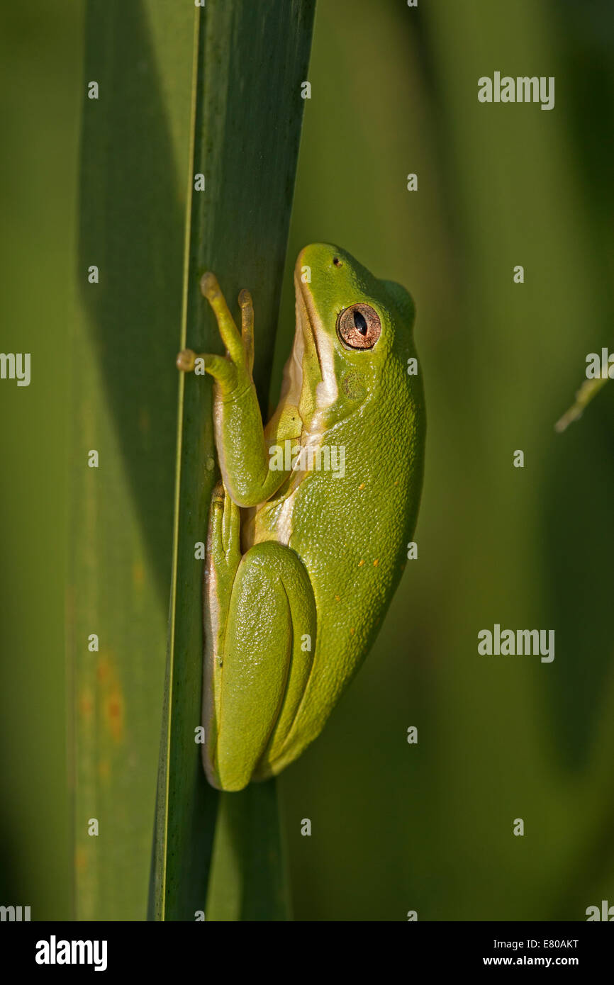 American green tree frog, Hyla cinerea,Virginia Stock Photo - Alamy