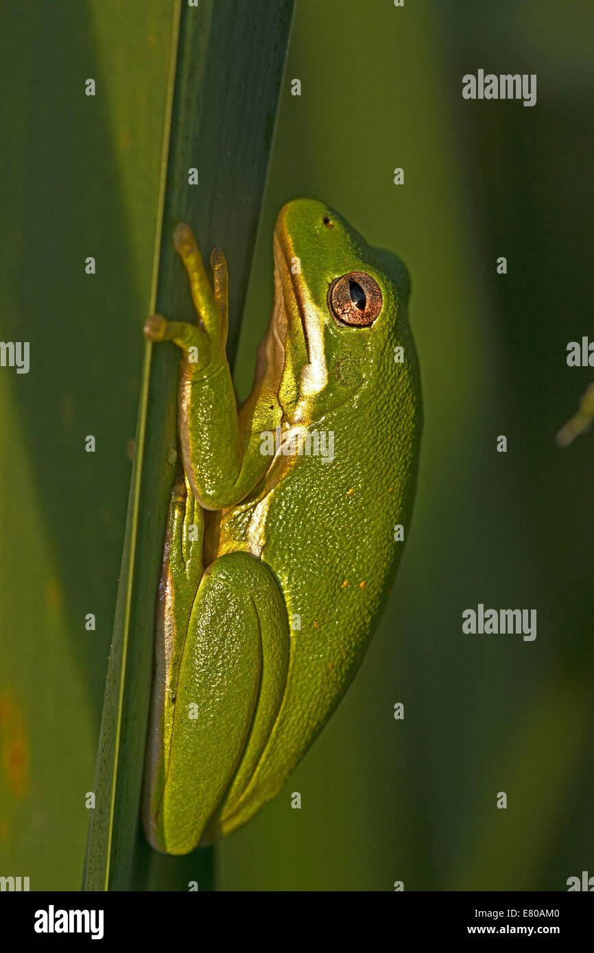 American green tree frog, Hyla cinerea,Virginia Stock Photo - Alamy