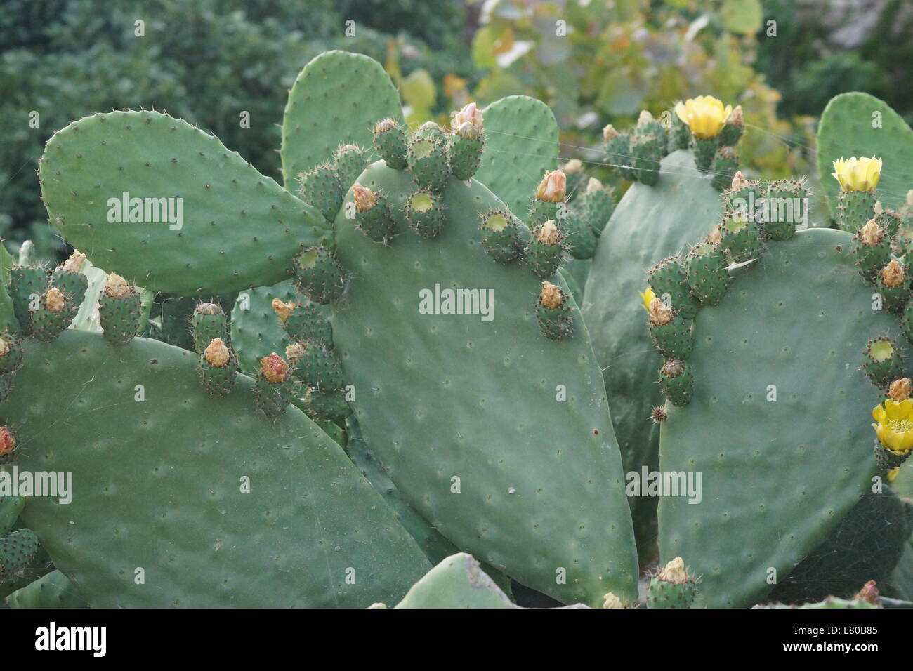 Cactus nopal flowers hi-res stock photography and images - Alamy