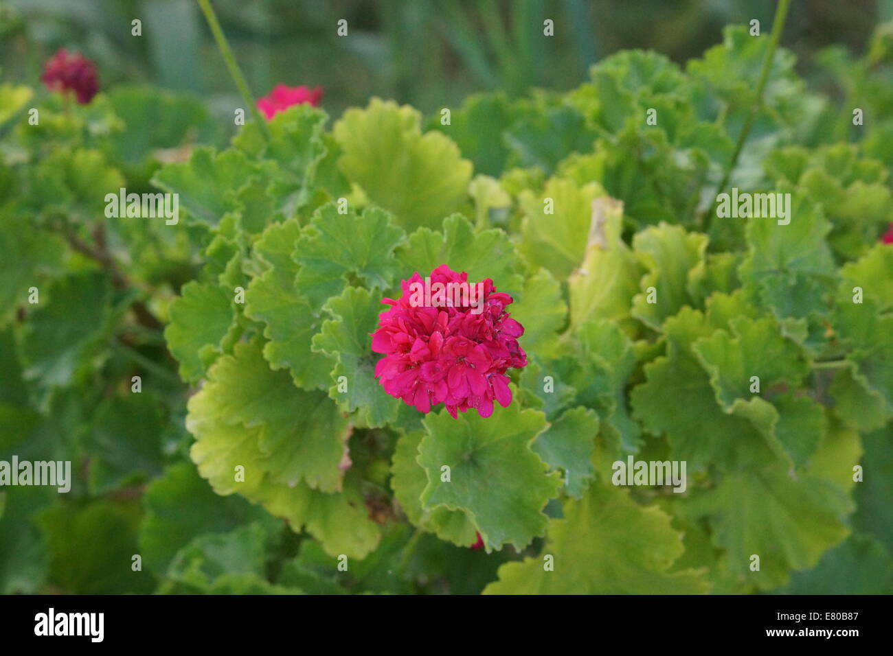 red flower in full bloom Stock Photo - Alamy