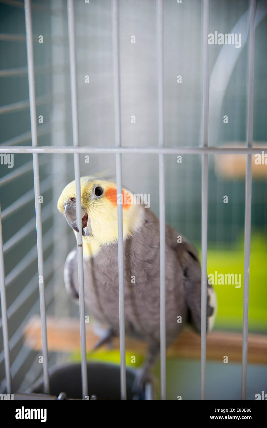 yellow colored nymph locked in the cage Stock Photo - Alamy