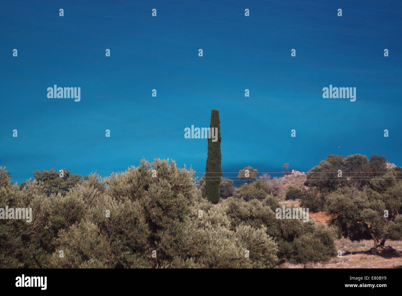 Greek fern tree hi-res stock photography and images - Alamy