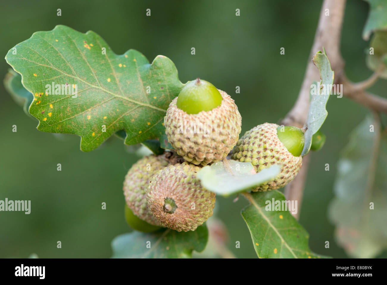 Two acorns in oak tree hi-res stock photography and images - Alamy