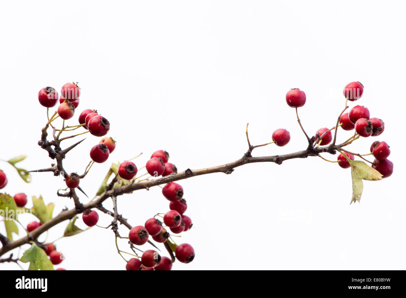 red berries on a branch of tree Stock Photo - Alamy