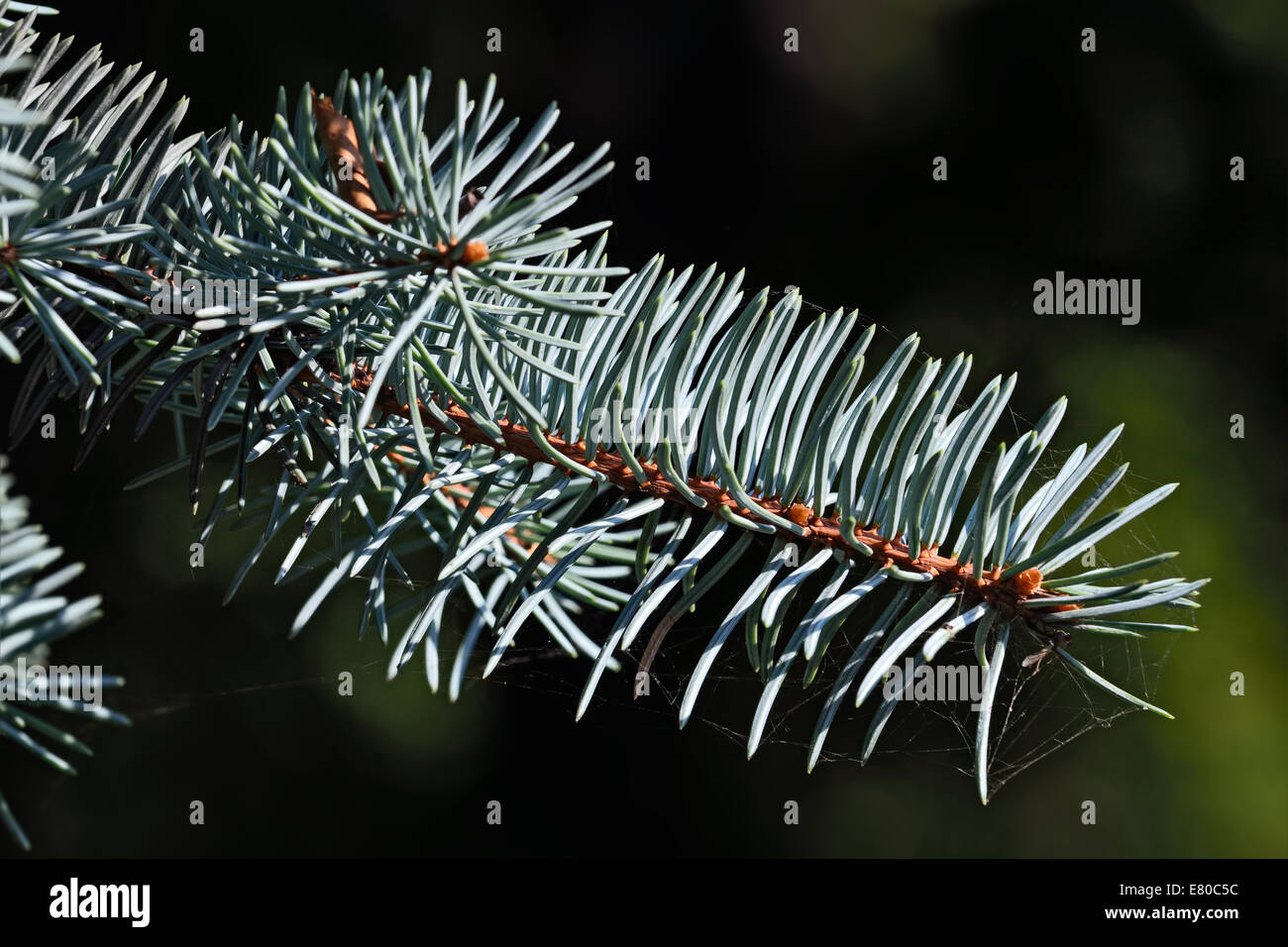 Sprig of blue spruce (Picea pungens) closeup Stock Photo - Alamy