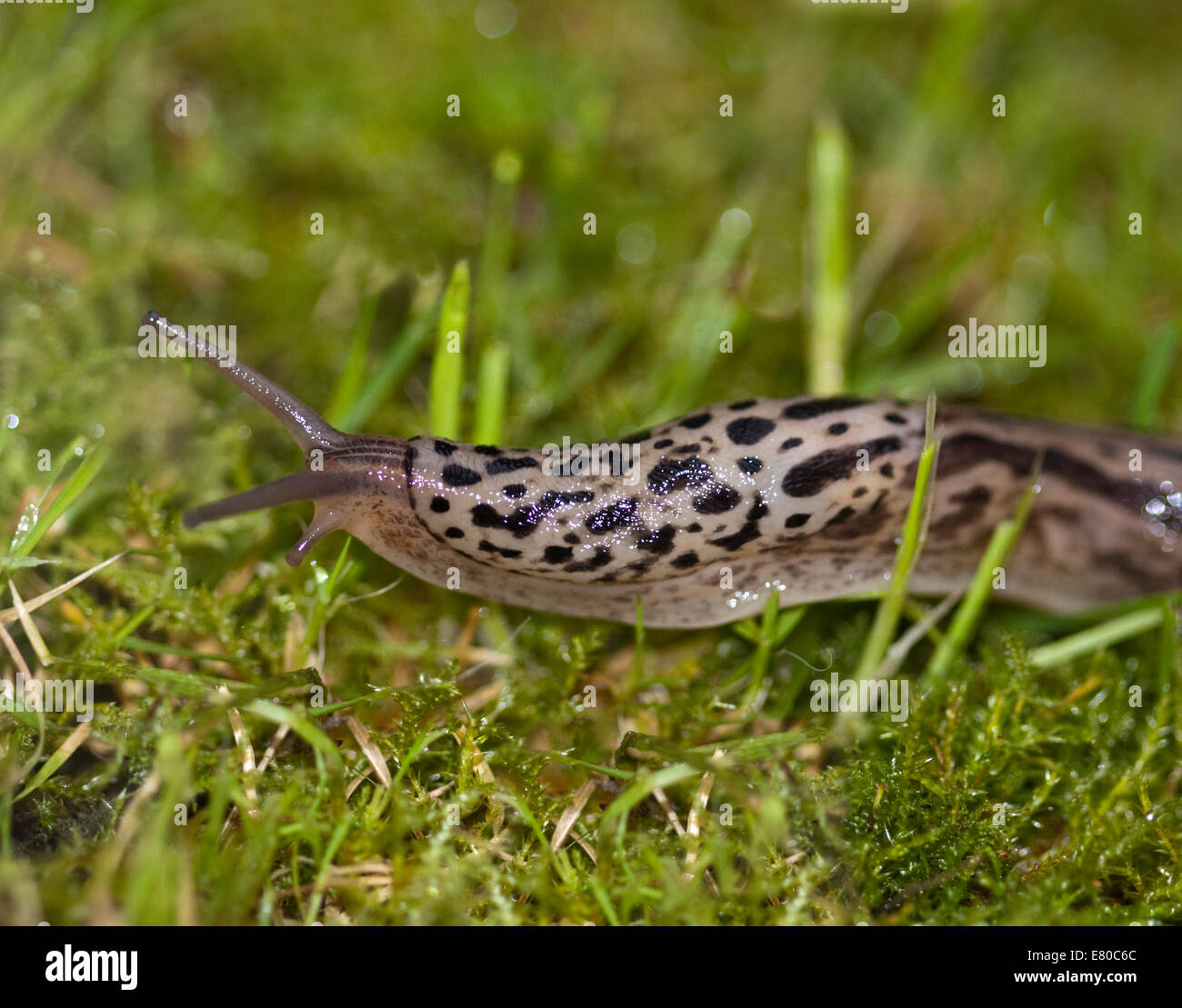 Leopard Slug (limax maximus), Hampshire, England Stock Photo - Alamy