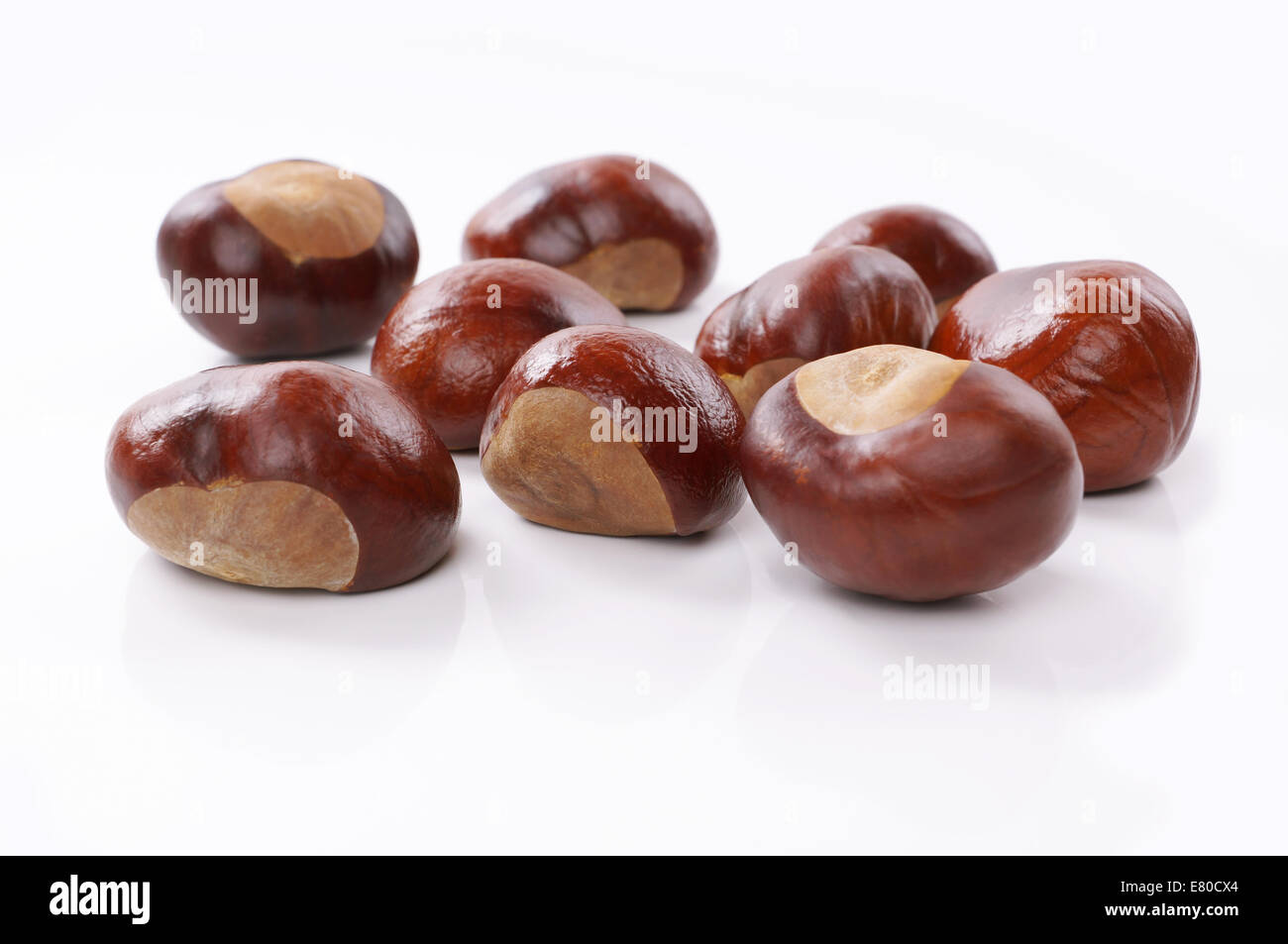 Castanea group hi-res stock photography and images - Alamy