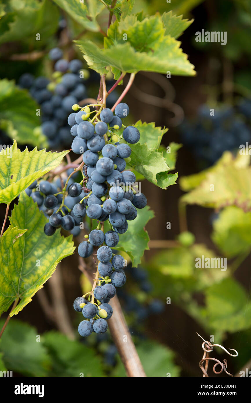 Grapes ripening on a vine in North London garden Stock Photo - Alamy