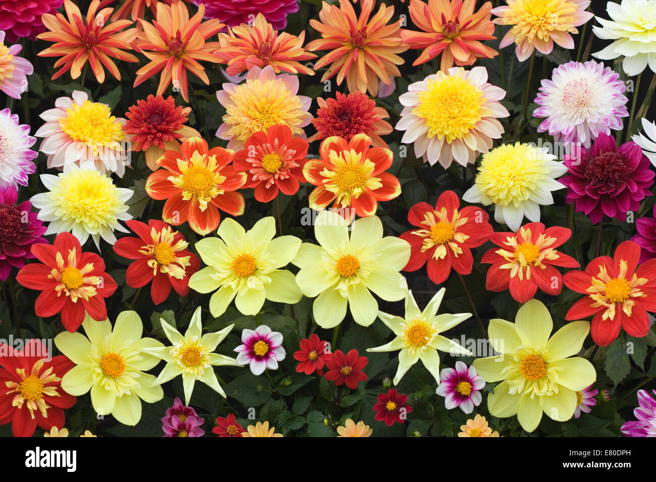 Display of Assorted freshly cut flowers Stock Photo - Alamy
