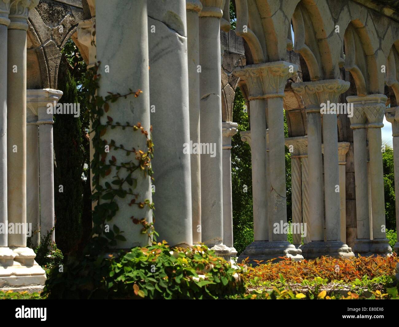 Ivy growing on a stone column in an old cloister Stock Photo - Alamy