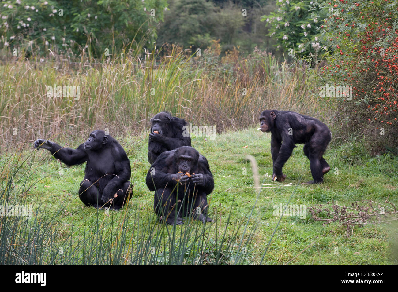Chimpanzee in captivity hi-res stock photography and images - Alamy