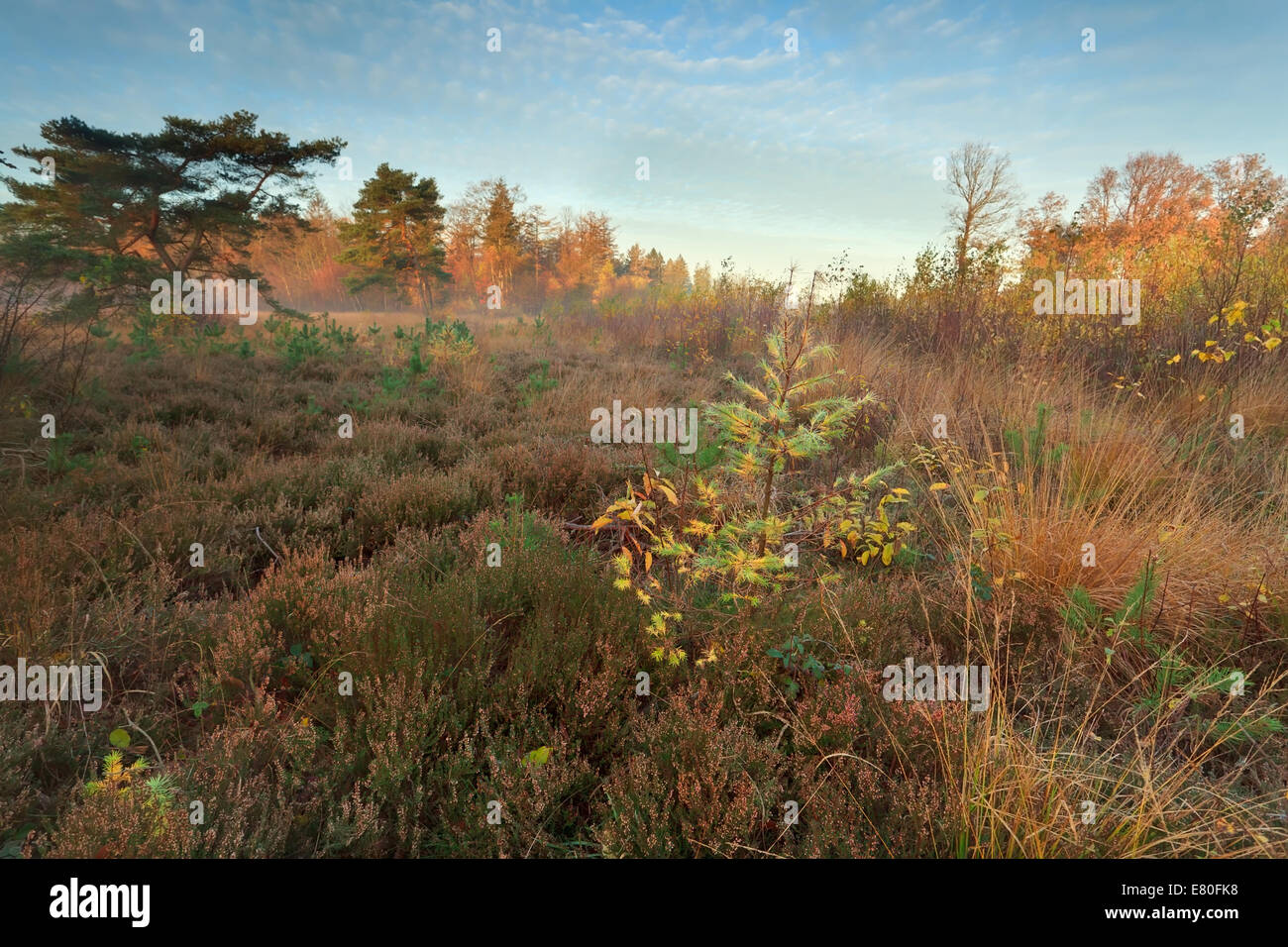 Misty morning on autumn hi-res stock photography and images - Alamy
