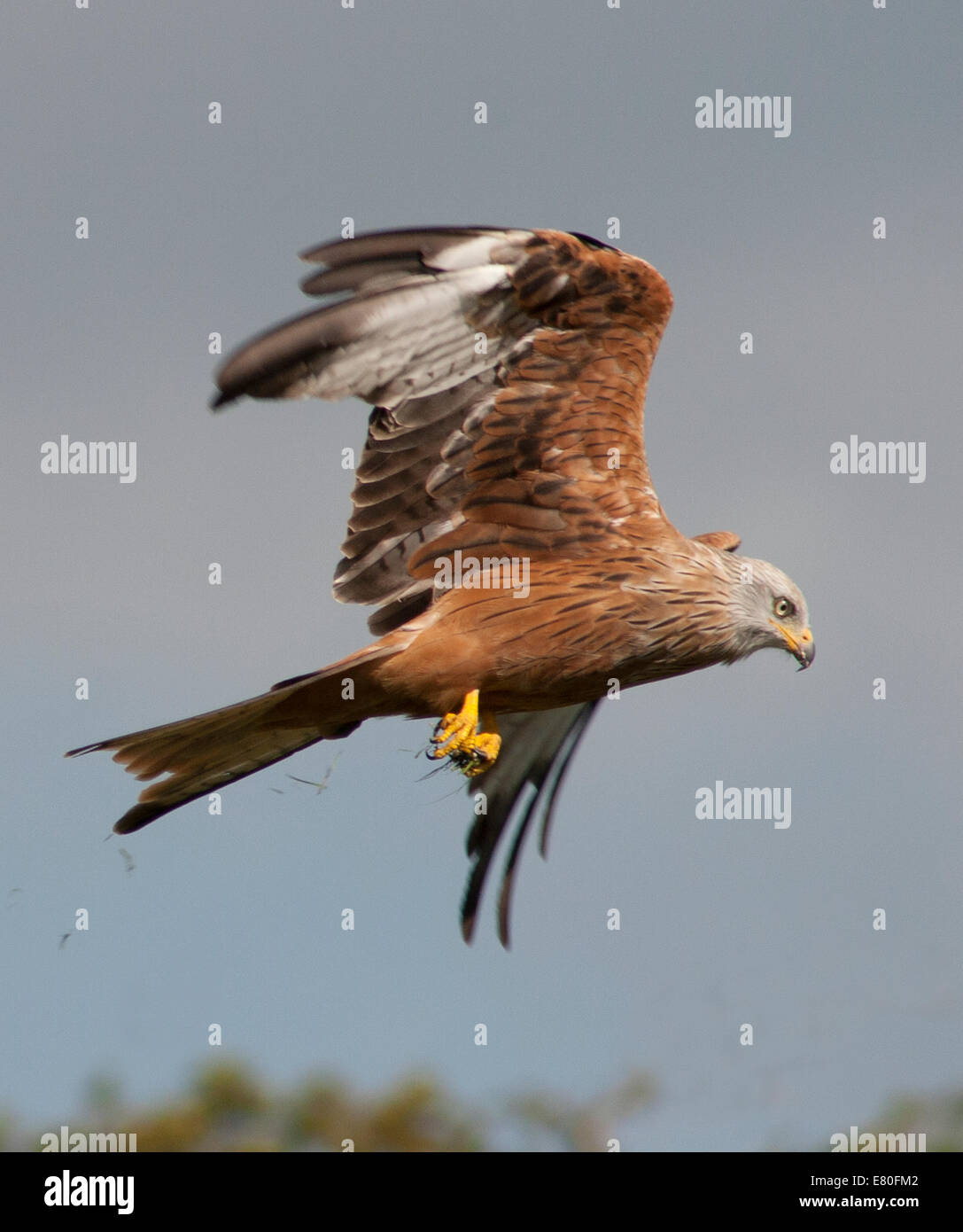 Red Kite flying above Gigrin Farm feeding station, Rhayader, Mid-Wales ...