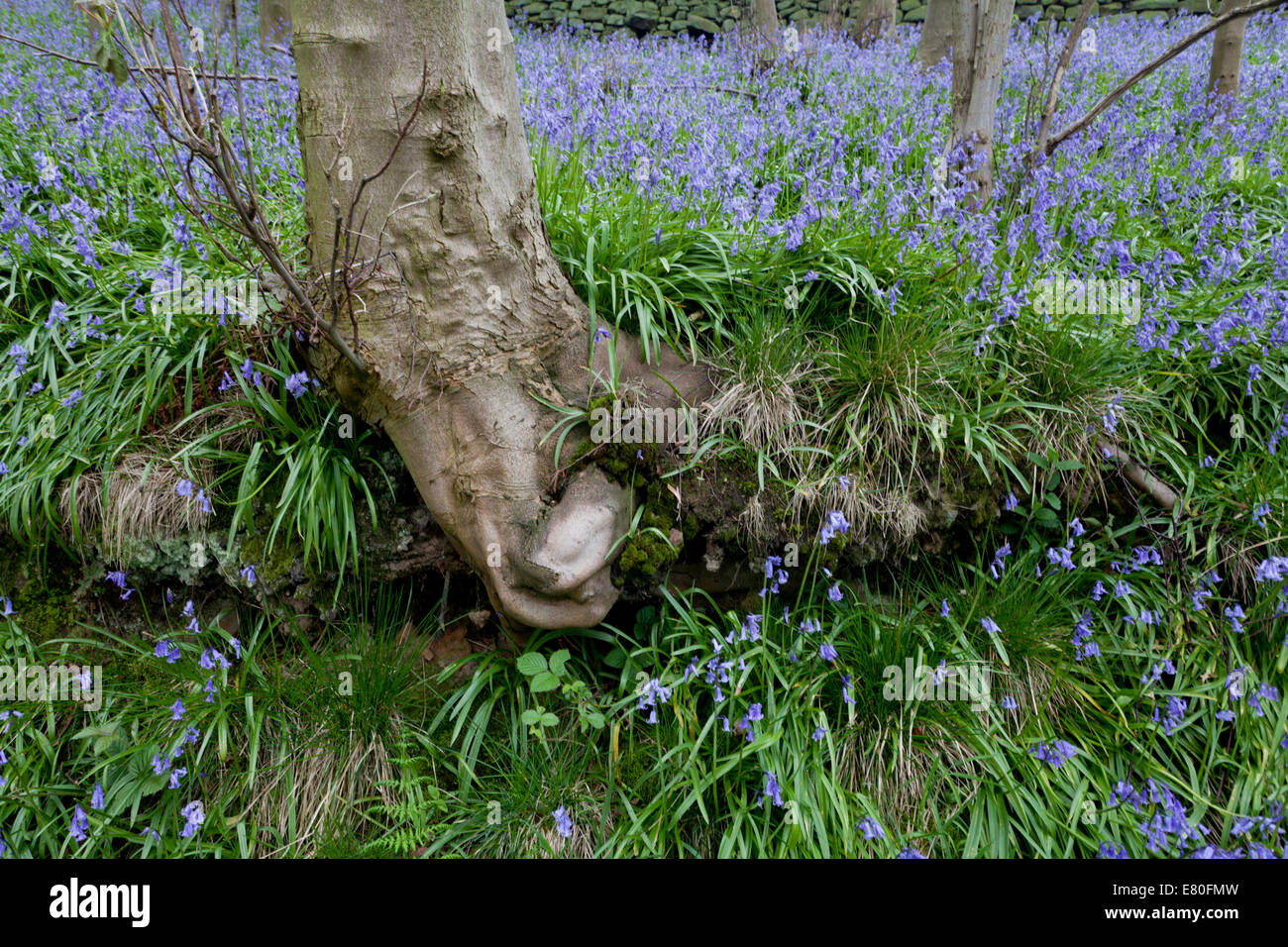 Bluebells in Woodland, springtime, Yorkshire Stock Photo - Alamy