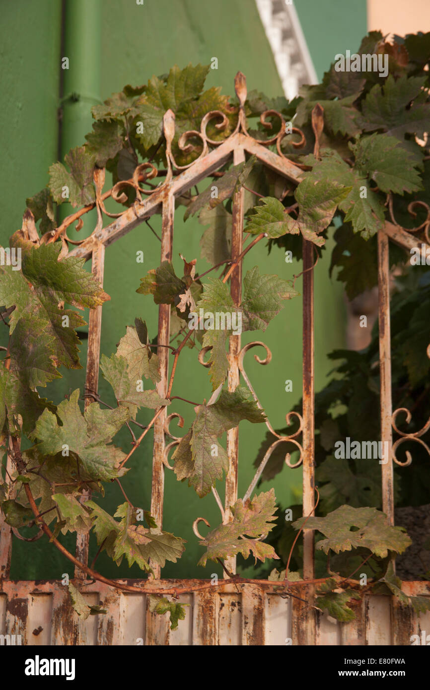 Grape trellis hi-res stock photography and images - Alamy