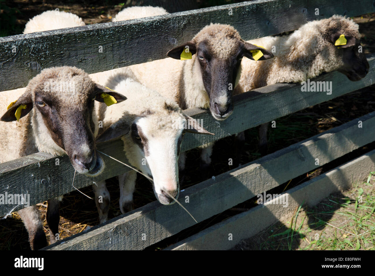 Breeding pens hi-res stock photography and images - Alamy