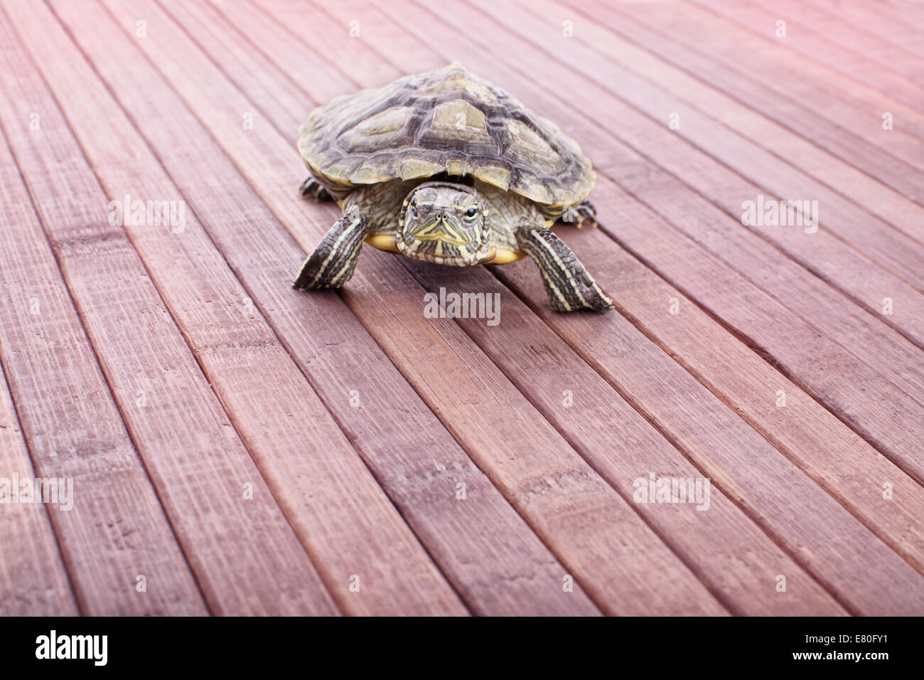 Little turtle crawling on wooden background Stock Photo - Alamy
