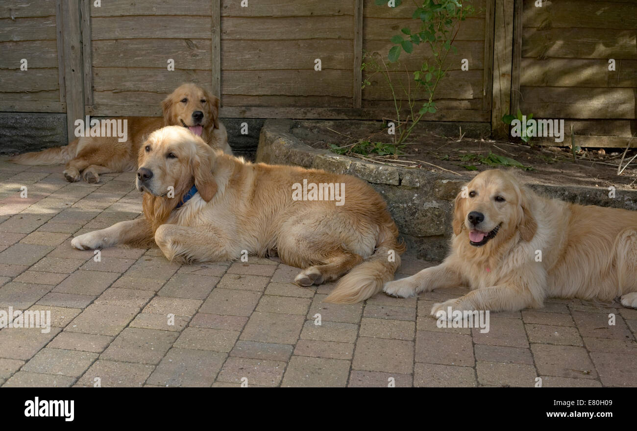 Golden Sisters Retrievers
