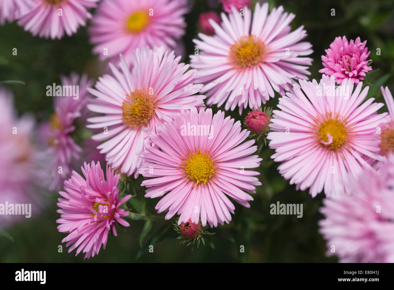 Border Asters Stock Photos & Border Asters Stock Images - Alamy