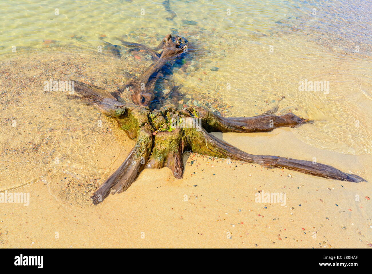 Tree stump on lake coast hi-res stock photography and images - Alamy