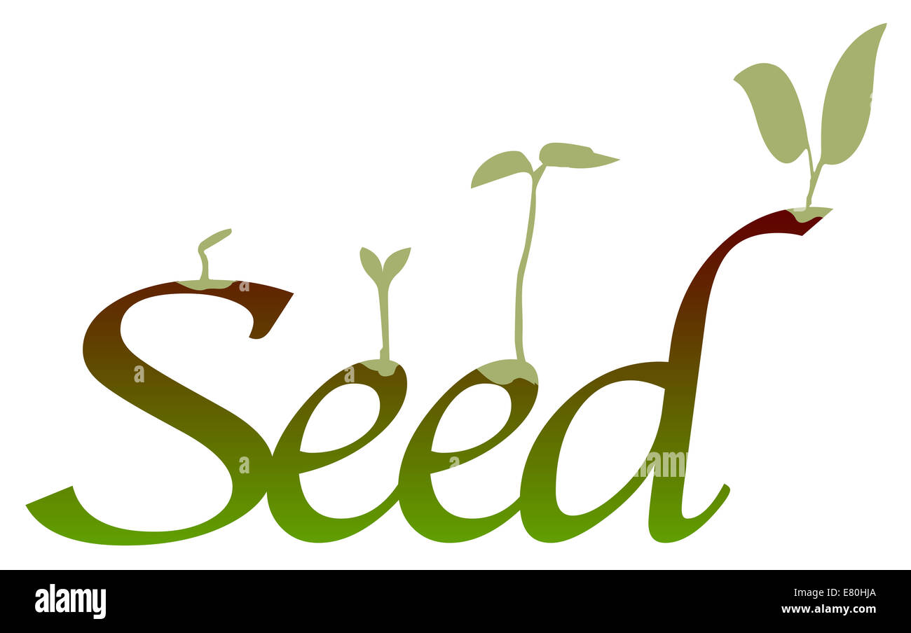 Germinating seeds over text all isolated on a white background Stock ...