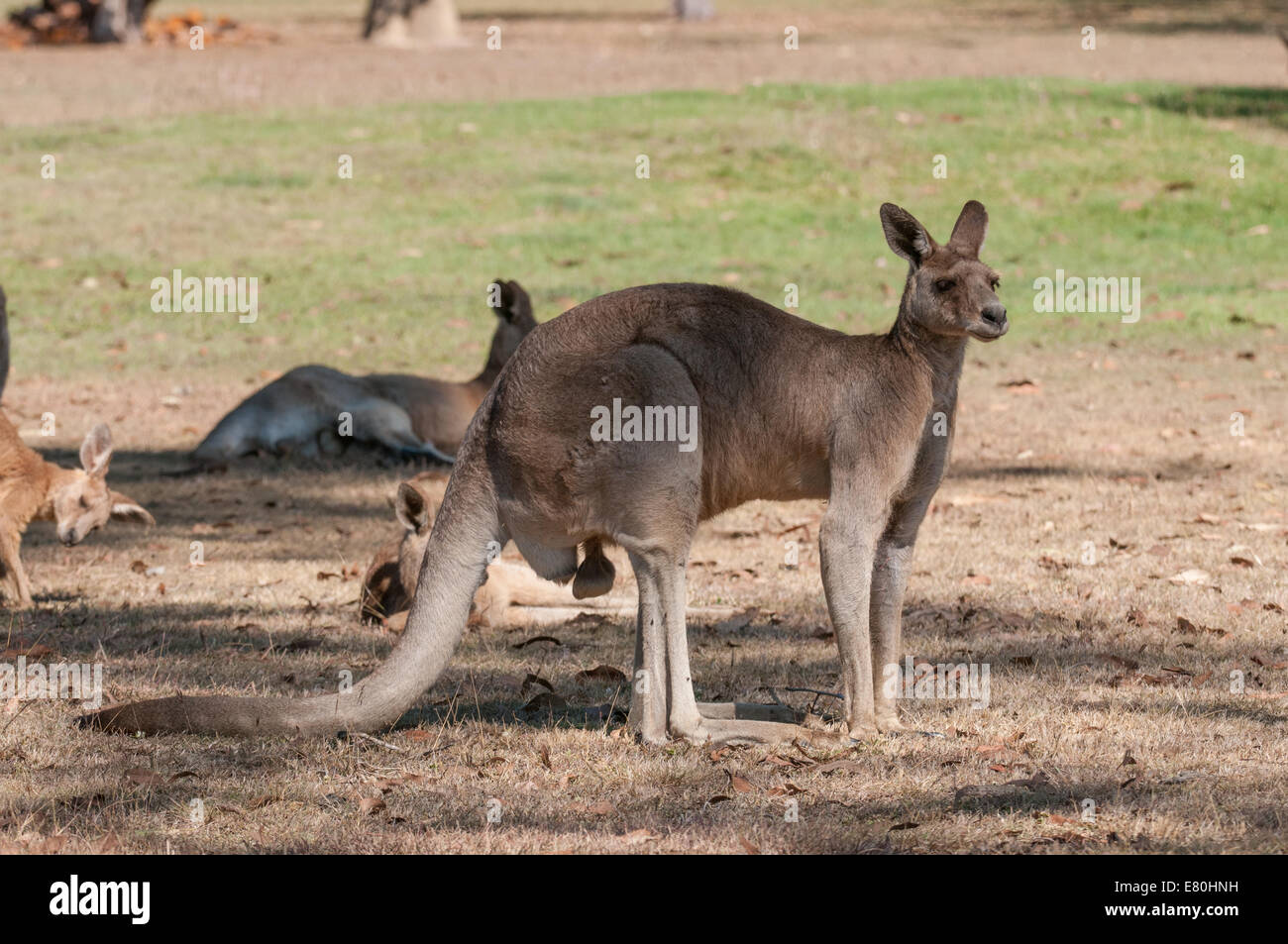Kangaroo standing hi-res stock photography and images - Alamy