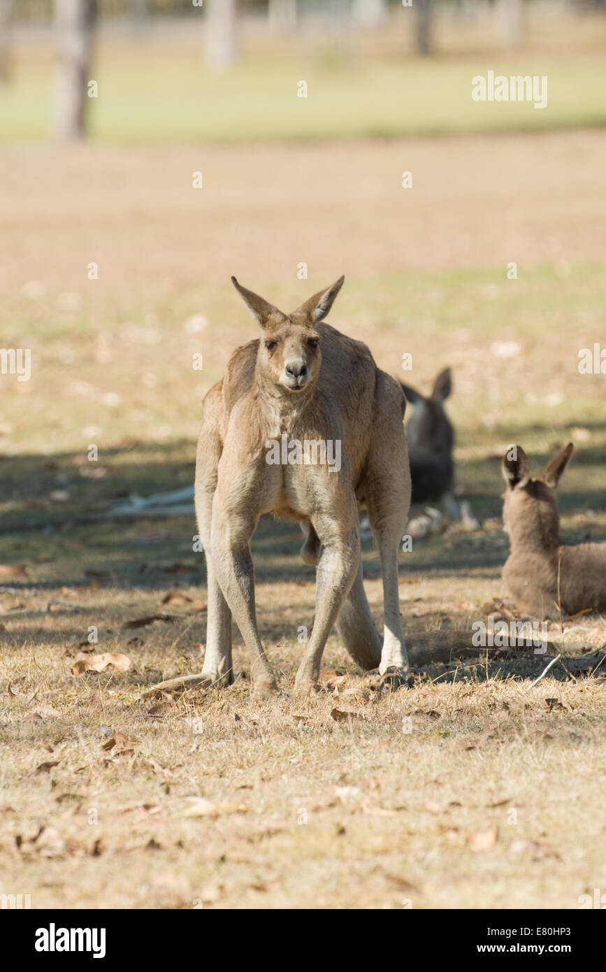 Kangaroo standing hi-res stock photography and images - Alamy