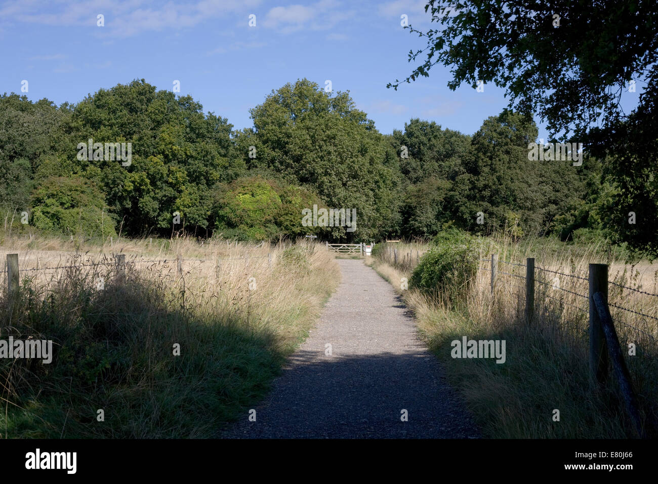 Kingley vale hi-res stock photography and images - Alamy