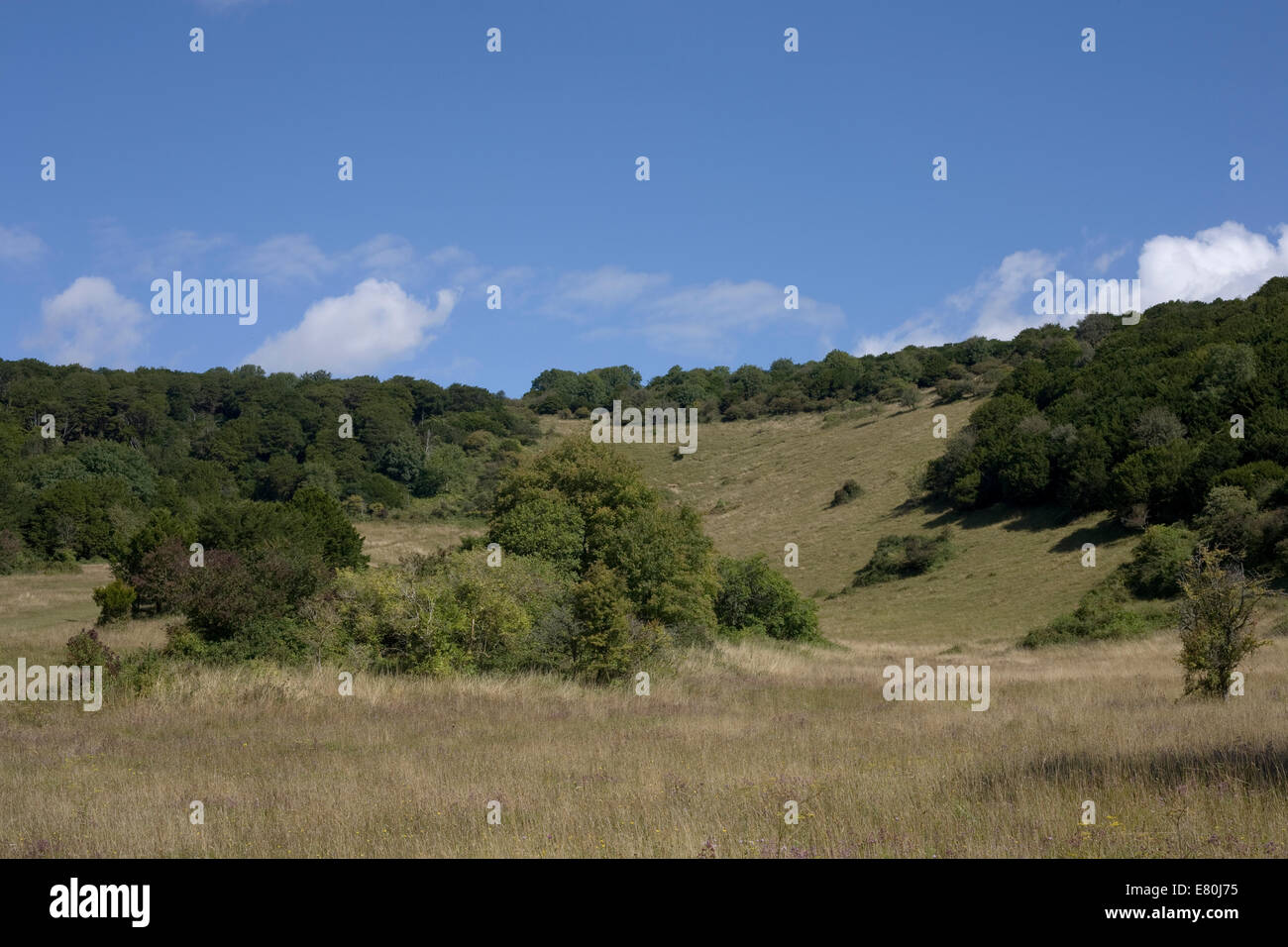 Grass grassland downland hi-res stock photography and images - Alamy