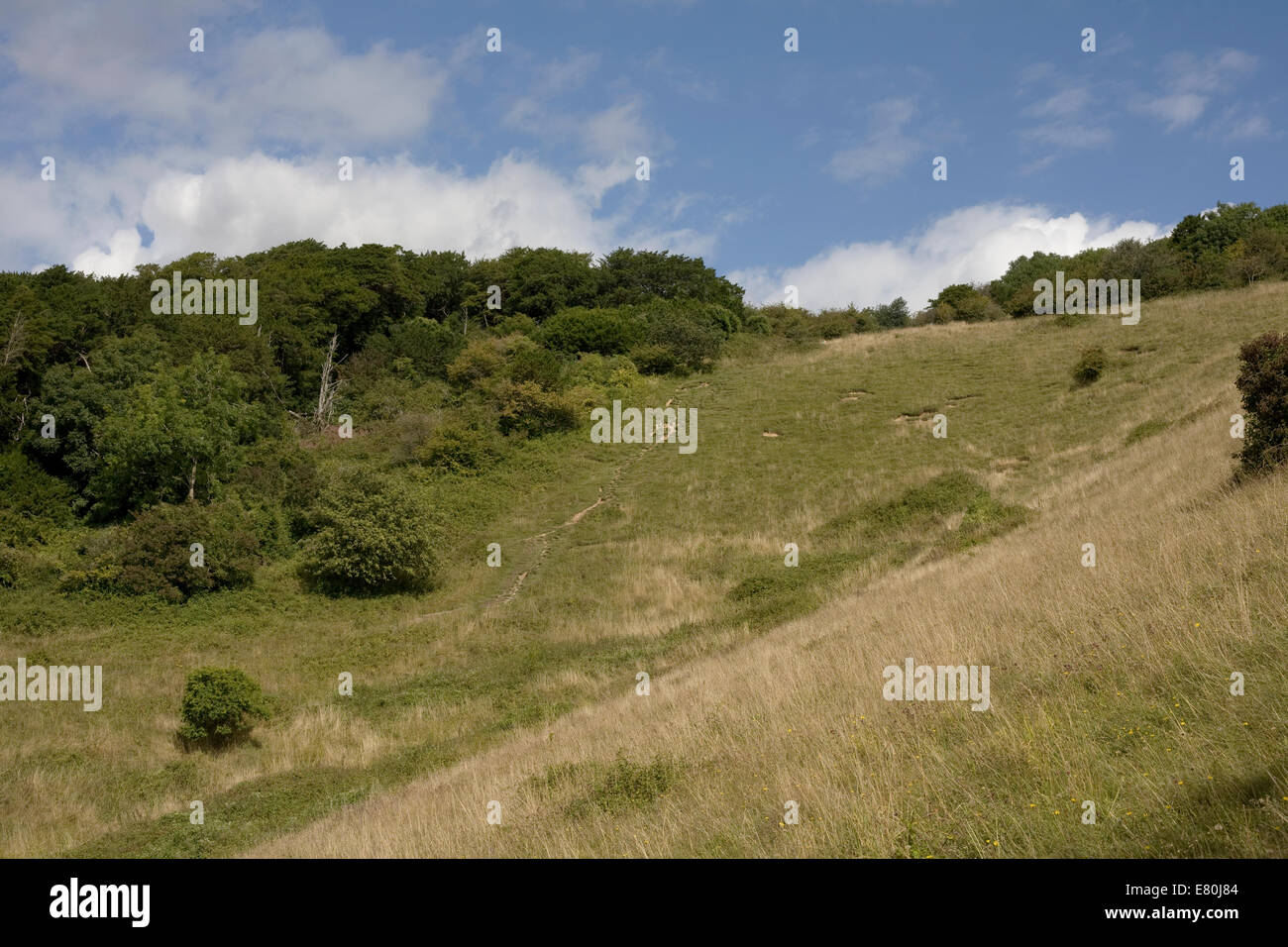 hillside and downland of Kingley Vale nature reserve on the South Downs ...
