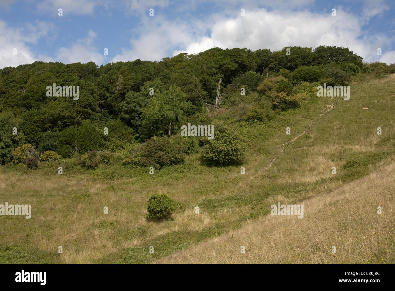 Copse and path on slope on hillside in Kingley Vale on the South Downs ...