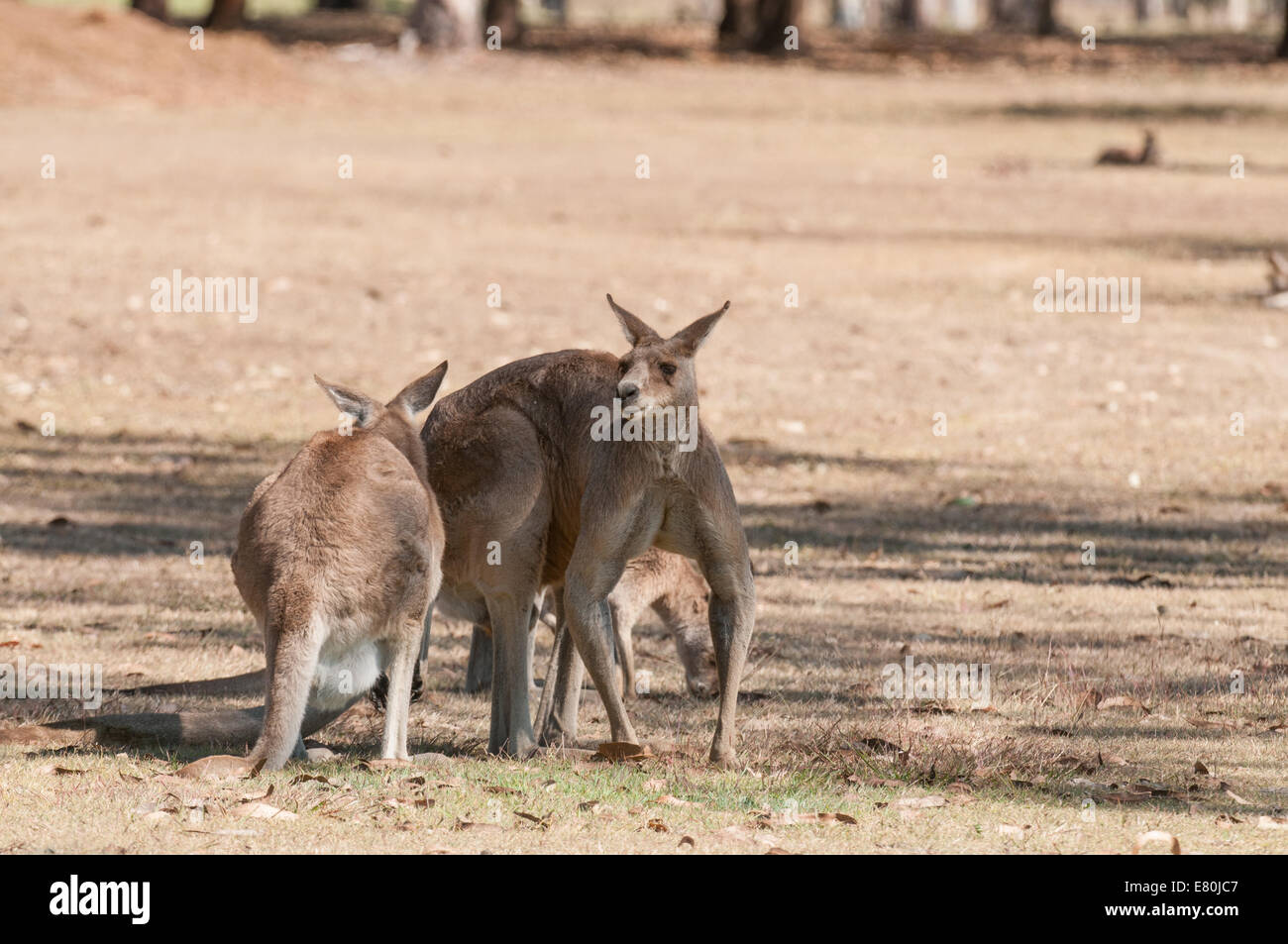 Kangaroo standing hi-res stock photography and images - Alamy