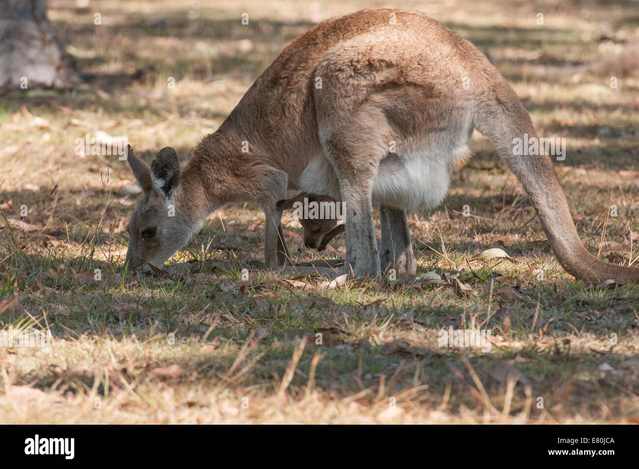 Kangaroo grazing hi-res stock photography and images - Alamy