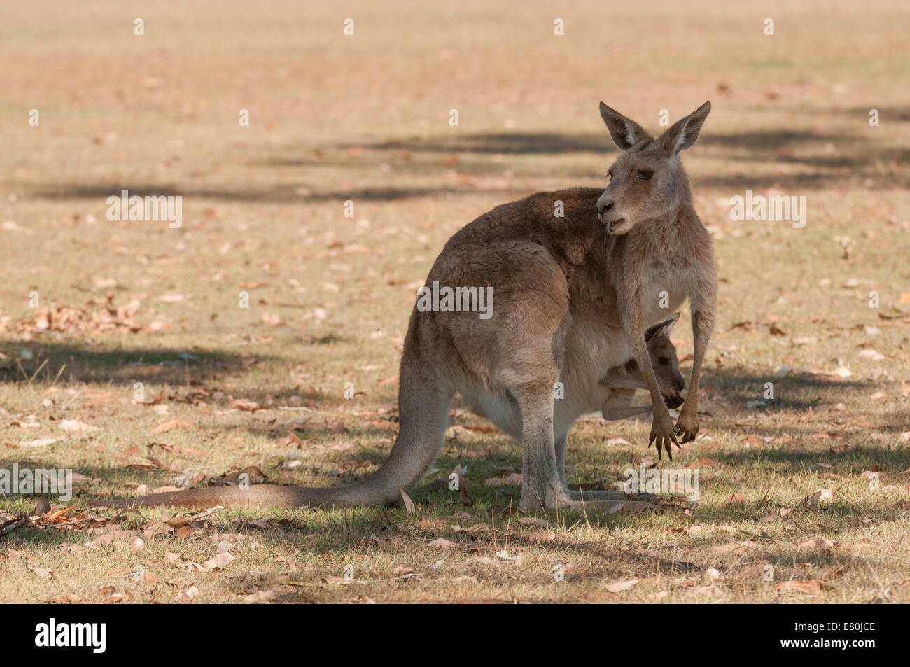 Kangaroo standing hi-res stock photography and images - Alamy