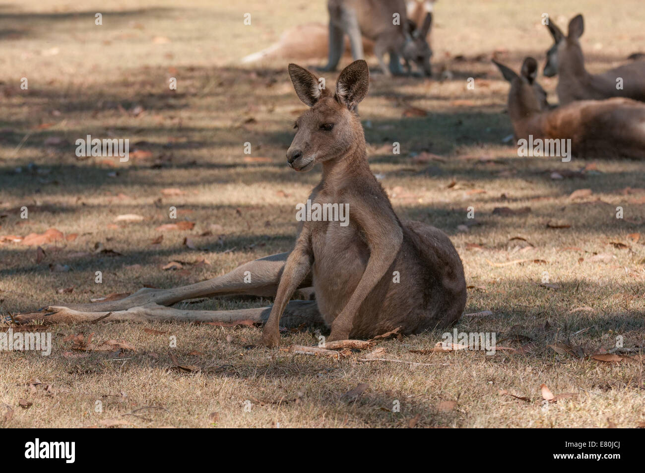 Stock photo of an eastern grey kangaroo resting Stock Photo - Alamy