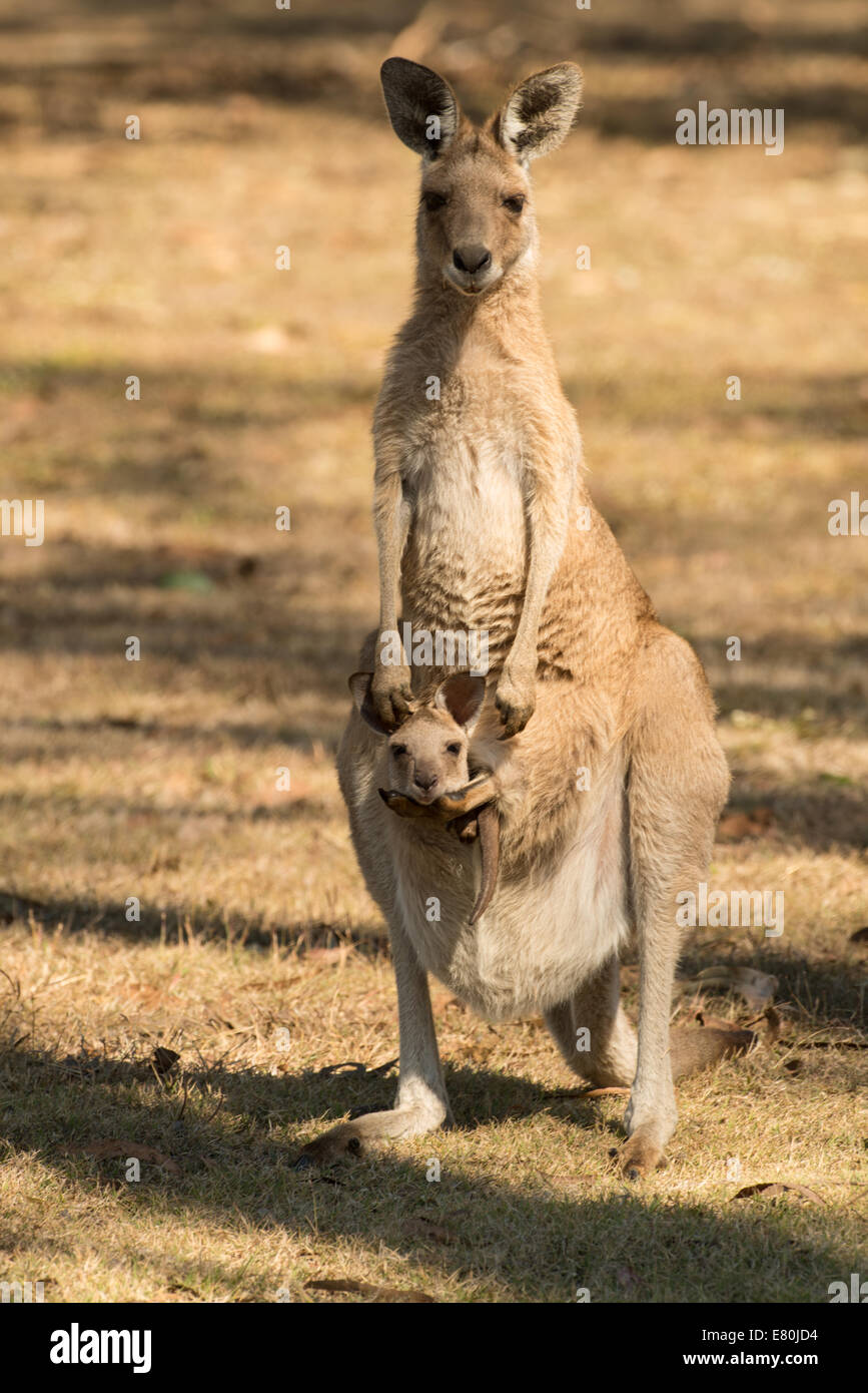 Stock photo of a kangaroo joey in the pouch, Queensland, Australia ...