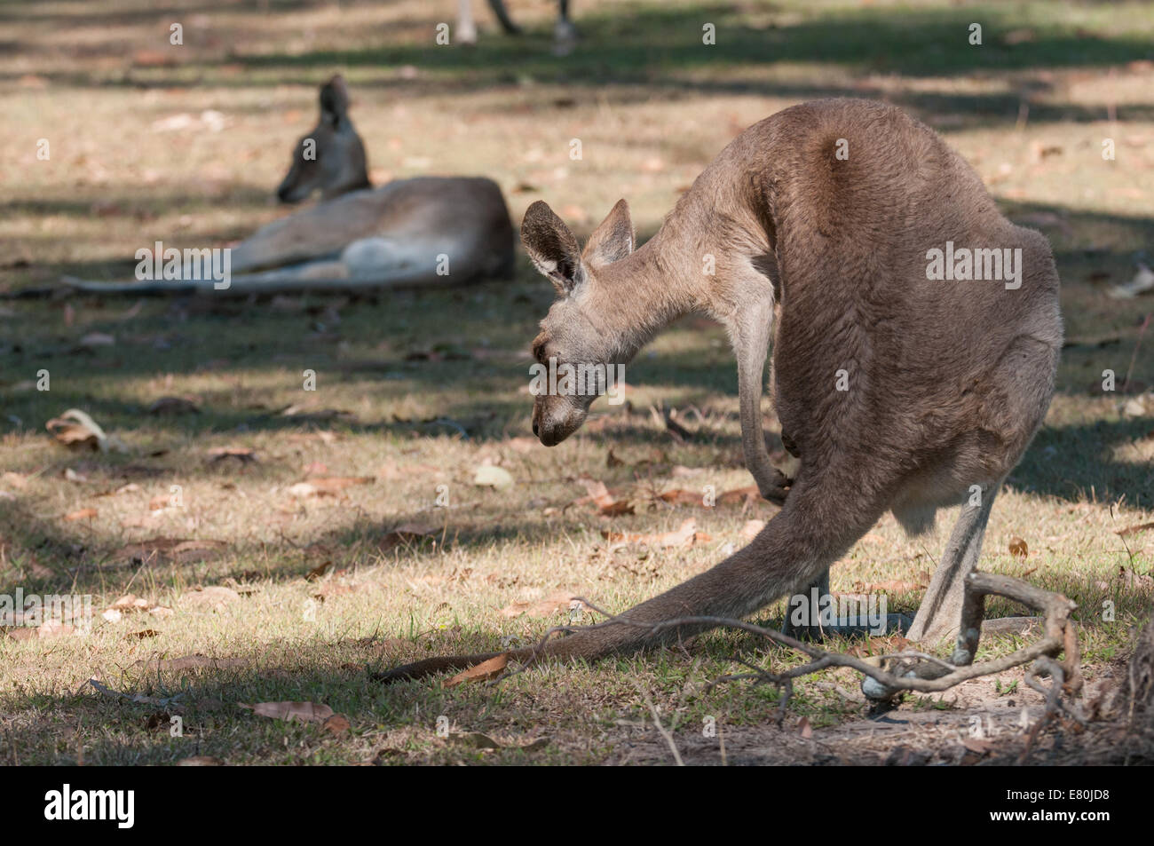 Stock photo eastern grey kangaroo standing Stock Photo - Alamy