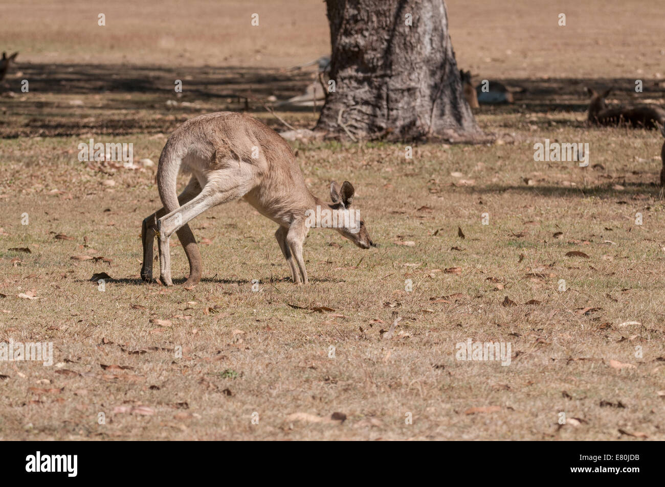 Eastern grey kangaroo walking Stock Photo - Alamy