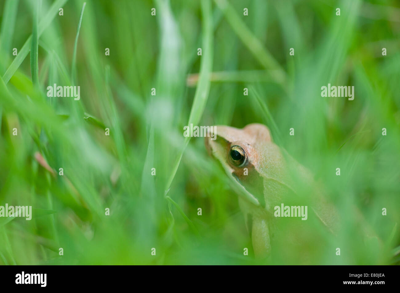 Frog hidden in the grass Stock Photo - Alamy