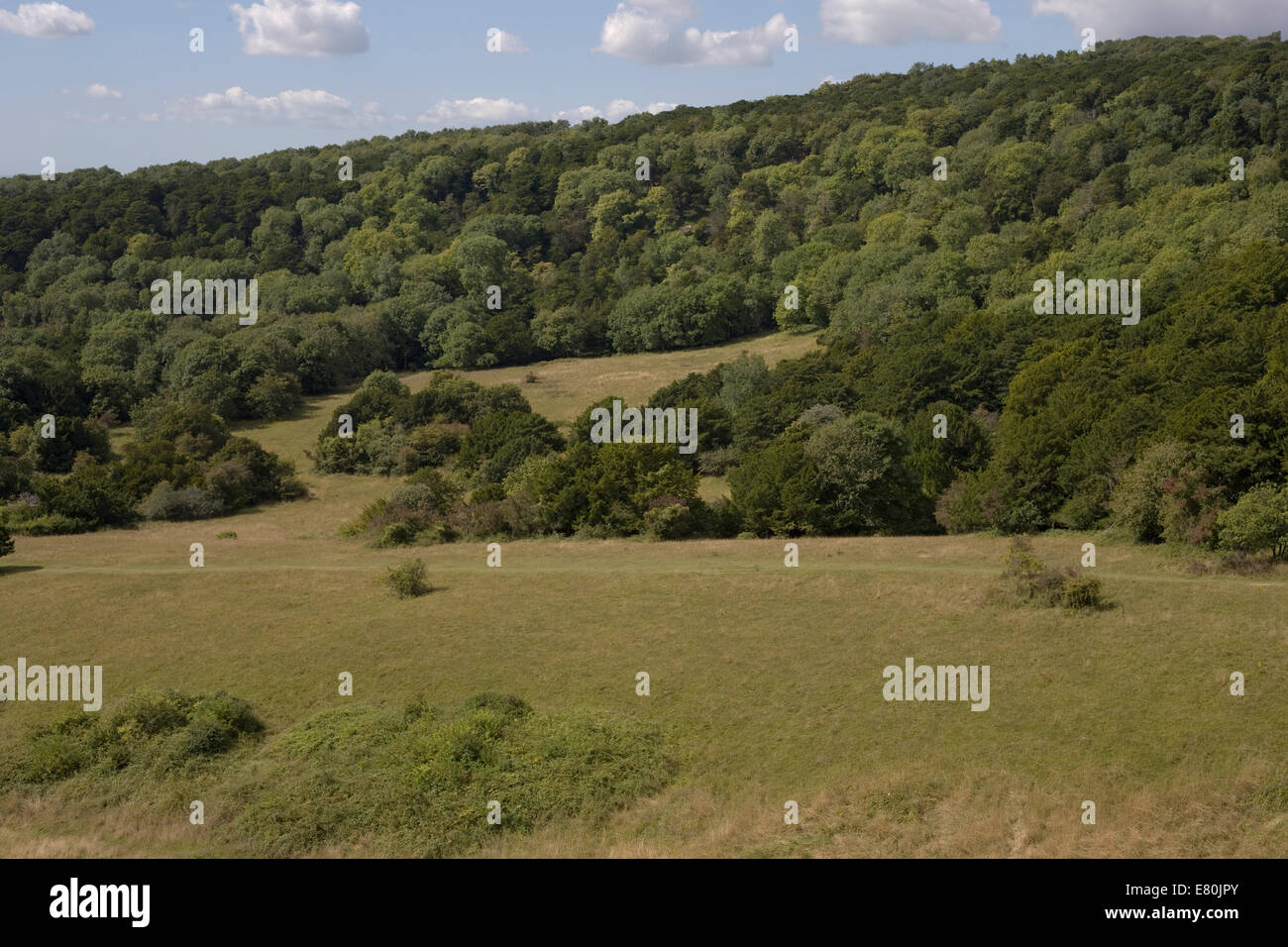 valley, woodland and downland in Kingley Vale National Nature reserve ...