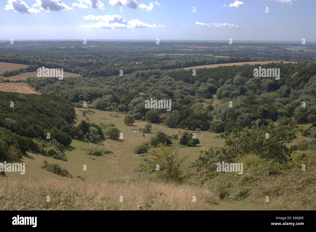 Kingley vale nature reserve hi-res stock photography and images - Alamy