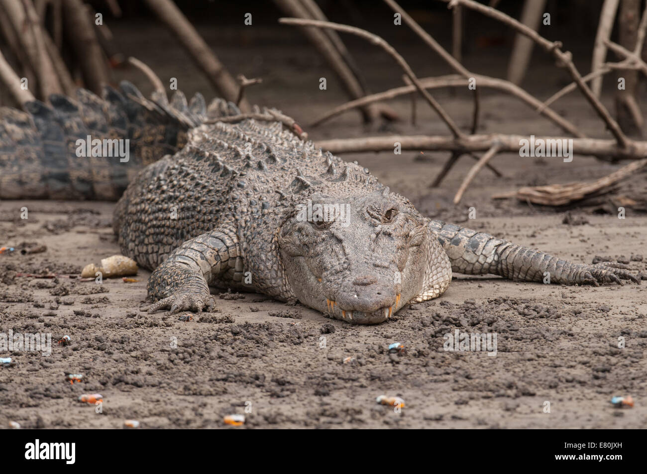 Stock photo of a saltwater crocodile resting on the riverbank Stock ...