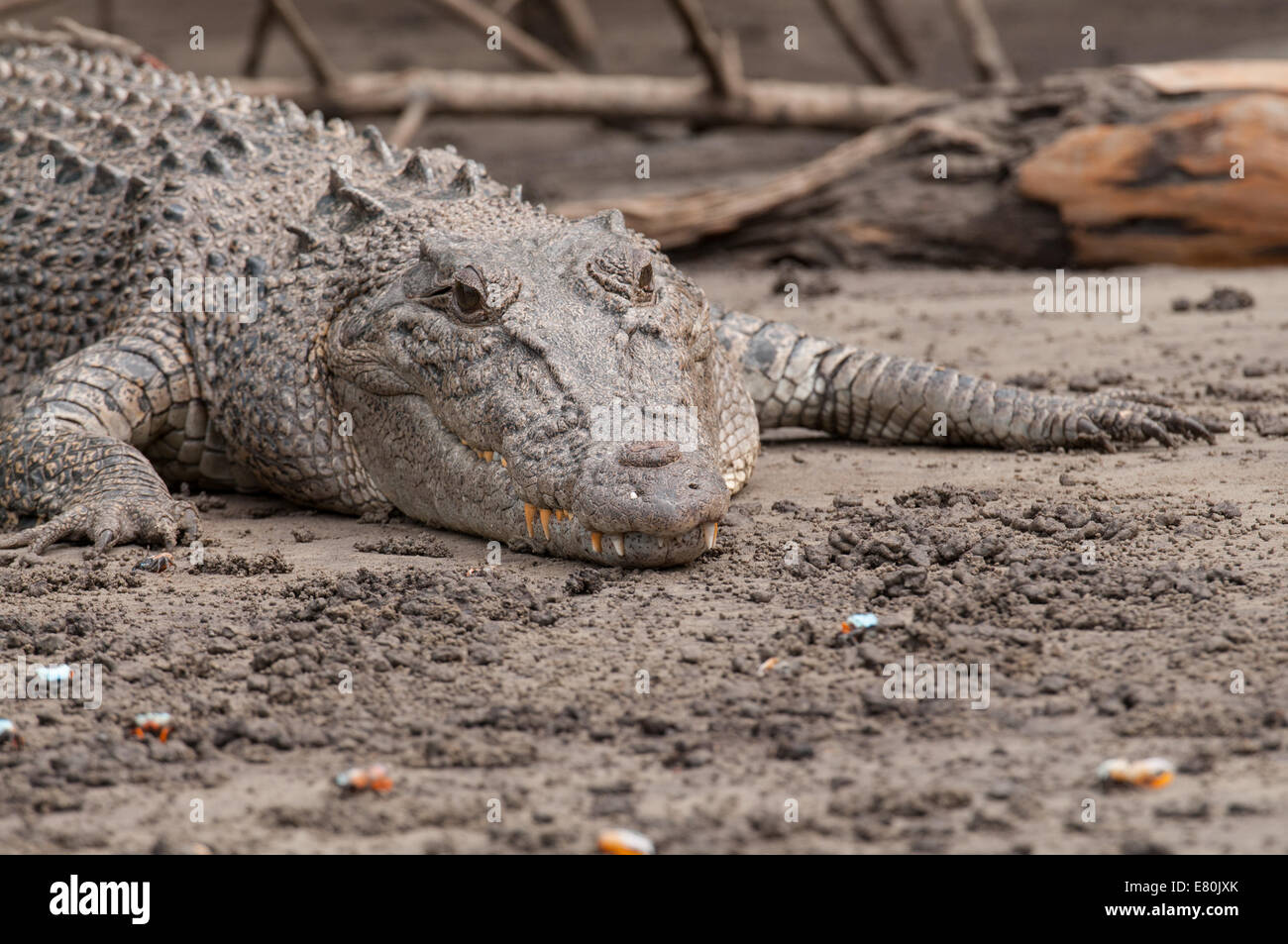 Stock photo of a saltwater crocodile resting on the riverbank Stock ...