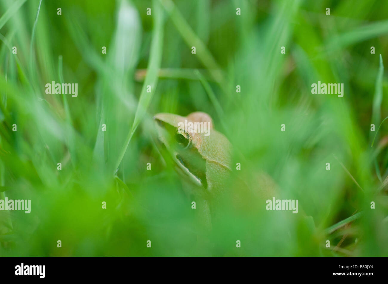 Frog hidden in the grass Stock Photo - Alamy
