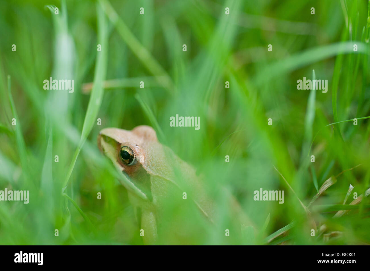 Frog hidden in the grass Stock Photo - Alamy
