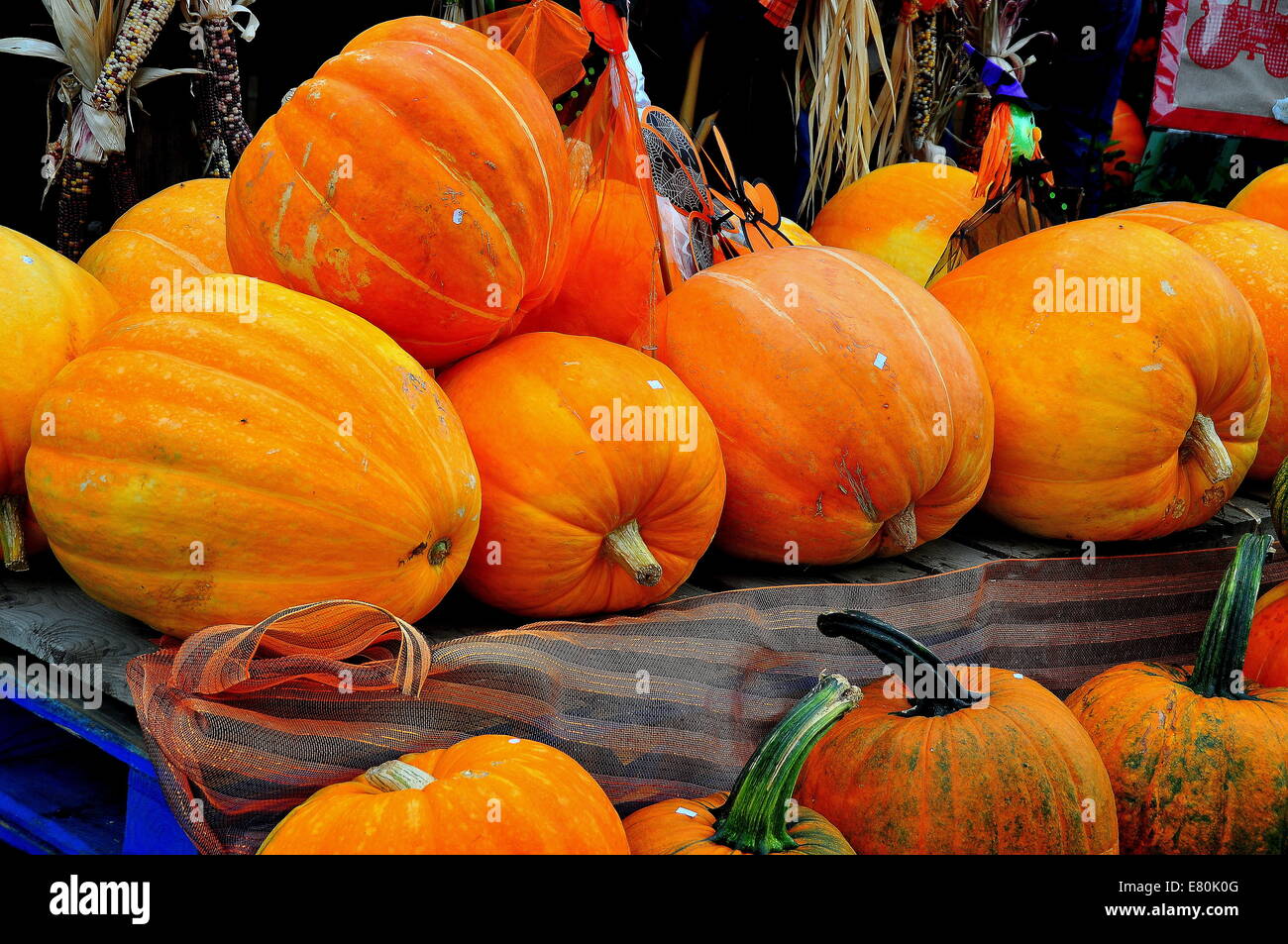 Deerfield, Massachusetts: Bright orange pumpkins displayed at a ...