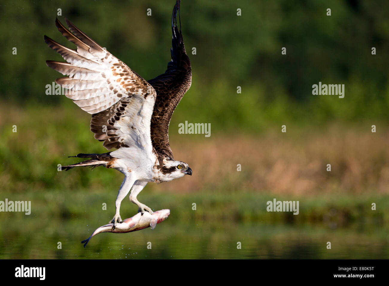 Ospreys scotland hi-res stock photography and images - Alamy
