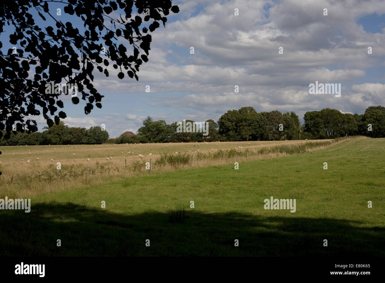 Edge of Pamber Forest at Pamber green with fields of farmland in which ...